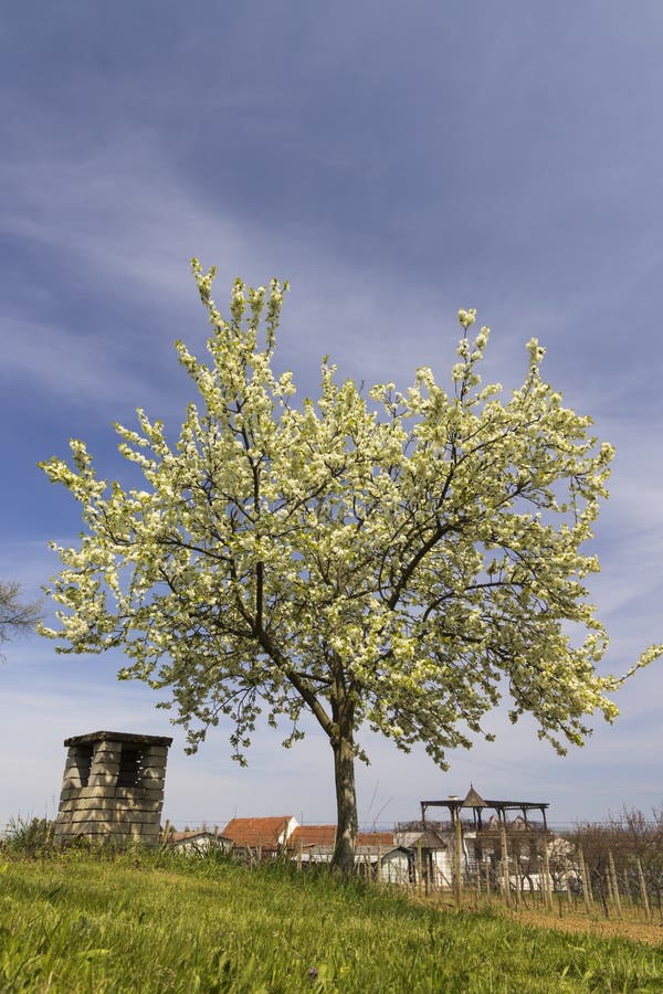Tree in Spring Landscape, Czech Republic Stock Photo - Image of idyllic ...