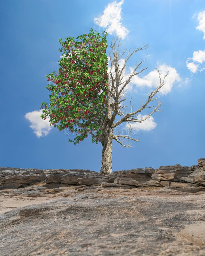 Tree Spring Landscape, Tree Life and Dry Stock Image - Image of idyllic ...
