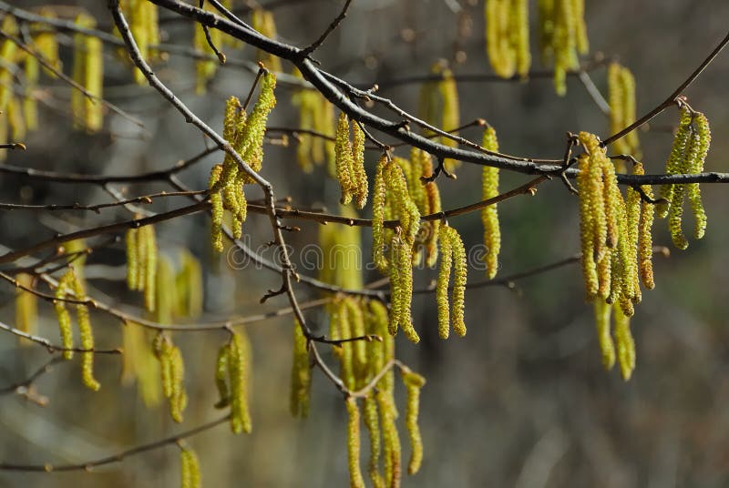 Tree in spring no.1 stock image. Image of sunny, broad - 4522859