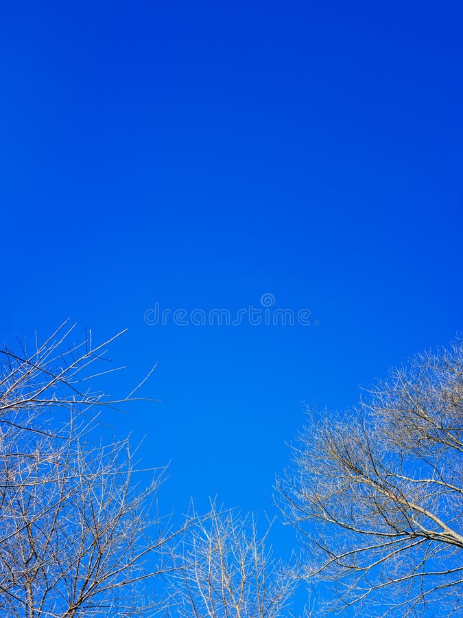 Tree in Spring Season with Blue Sky in the Morning Stock Image - Image ...