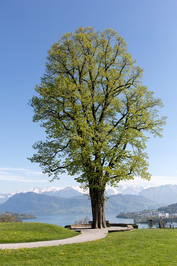 Tree in spring time stock image. Image of forest, europe - 40093981