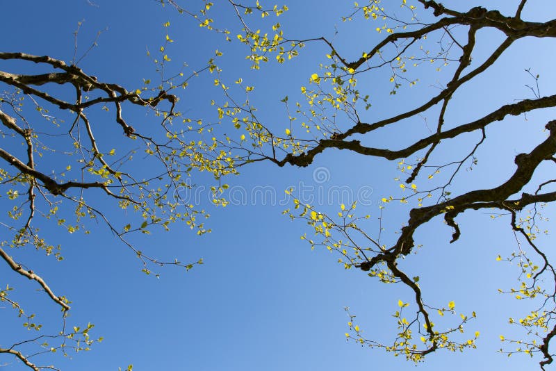 Tree in spring time stock image. Image of ranch, green - 40251065