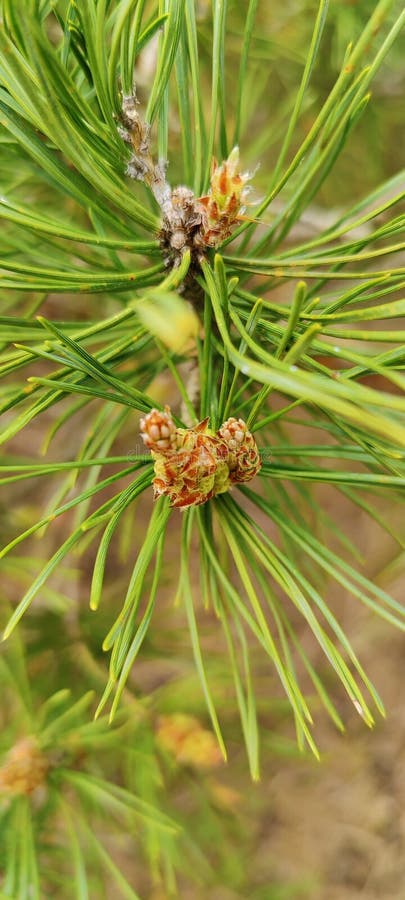 Tree in spring stock photo. Image of flower, spruce - 248058072