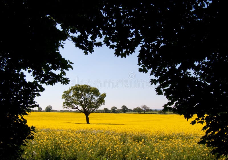 Tree in Springtime stock image. Image of leaf, field - 14053233