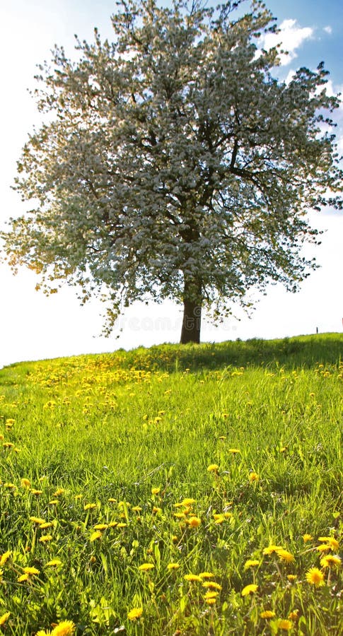 Tree in Flowery Field, Springtime Stock Image - Image of growing ...