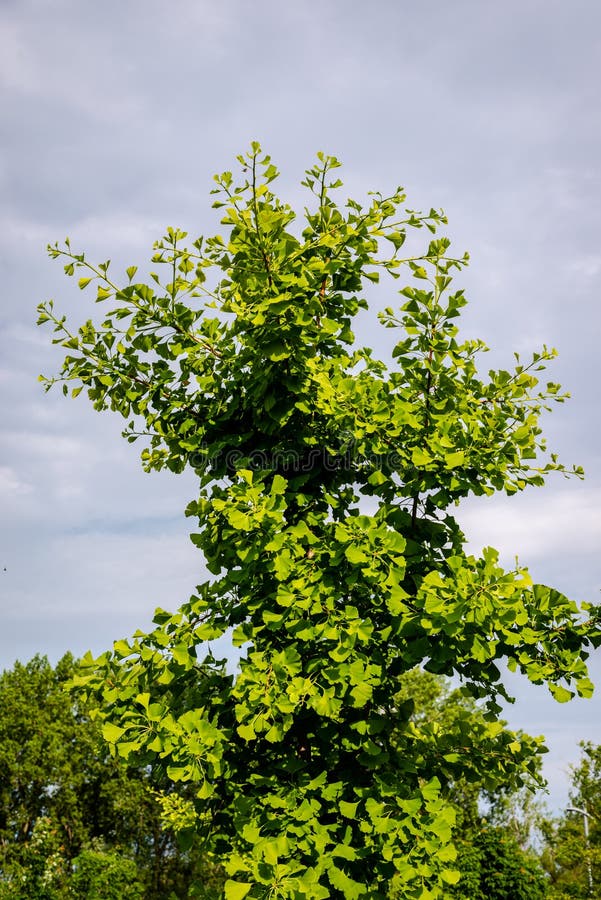 Tree in the springtime stock photo. Image of bright - 231170002