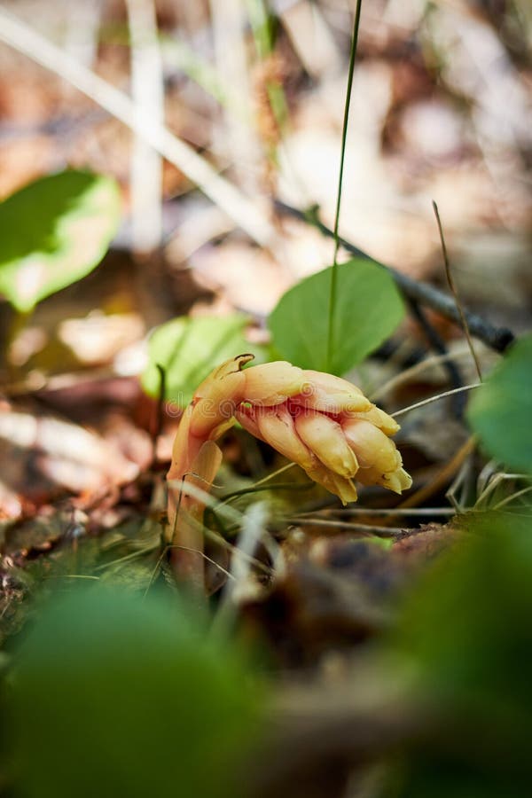 A Tree Sprout Breaking through the Leaves Stock Image - Image of ...