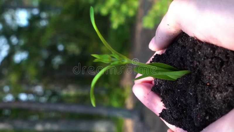 Tree Sprout Growing from Human Hands on the Forest Background Stock ...