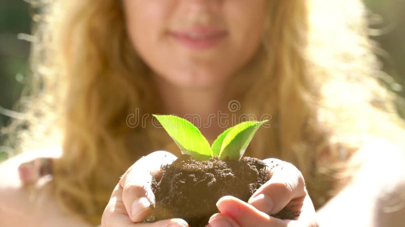 Tree Sprout Growing from Human Hands on the Forest Background Stock ...