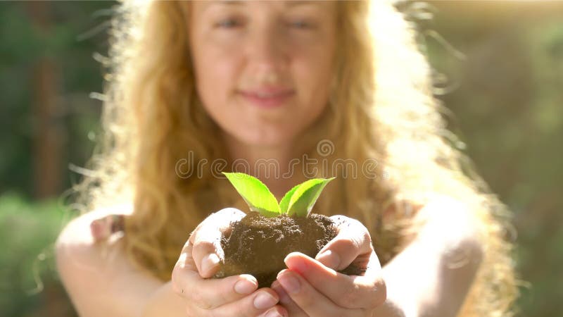 Tree Sprout Growing from Human Hands on the Forest Background Stock ...