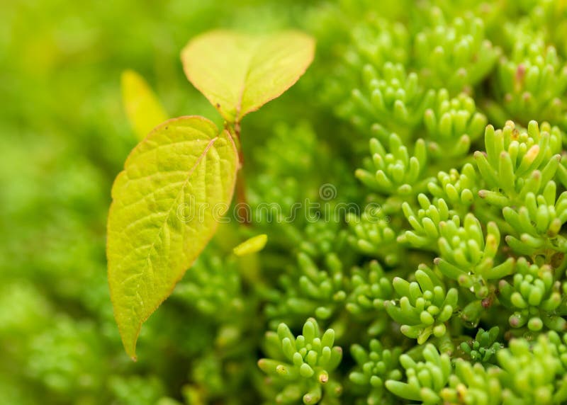 Tree sprout grows in moss stock image. Image of small - 140355895