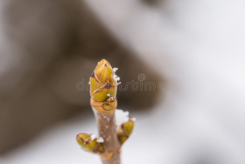 Tree Sprout in Winter Frost Stock Image - Image of nature, closeup ...