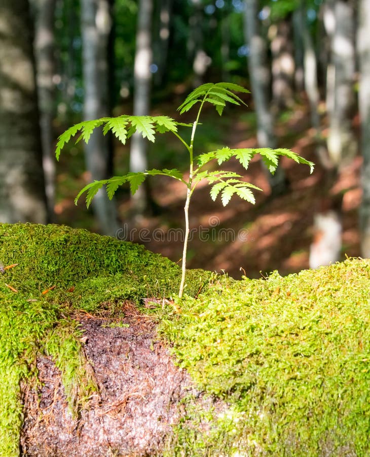 Tree sprout stock image. Image of agriculture, beginning - 241314129