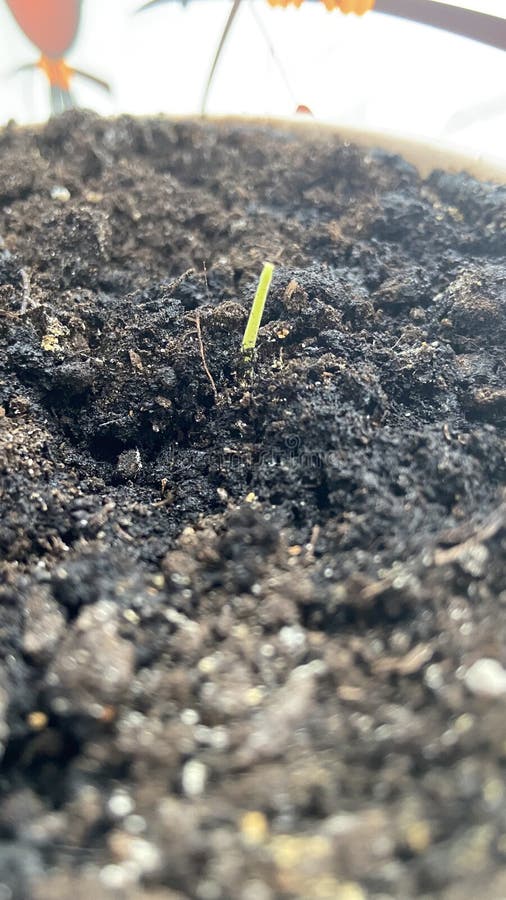 A Tree Sprout Sprouted from the Ground Stock Image - Image of geology ...