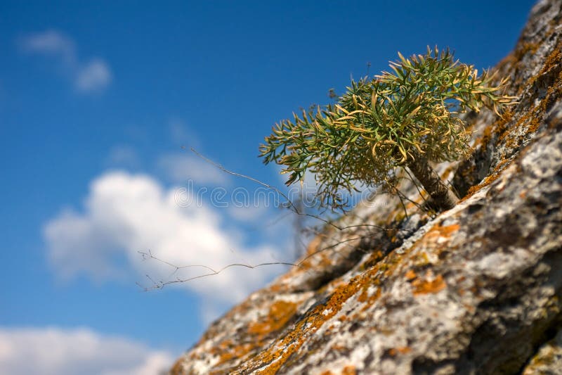 Tree sprout on the stone stock photo. Image of cliff - 11348804