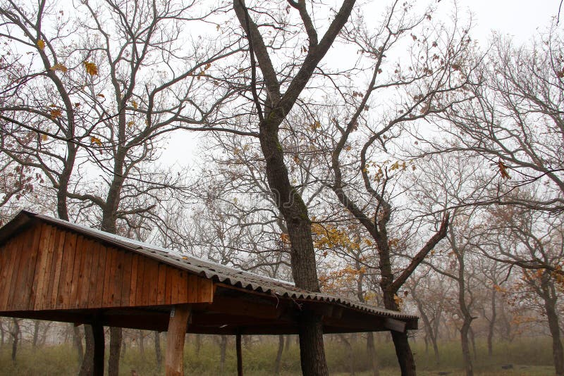 Tree Sprouted through the Roof of a Gazebo Stock Photo - Image of ...