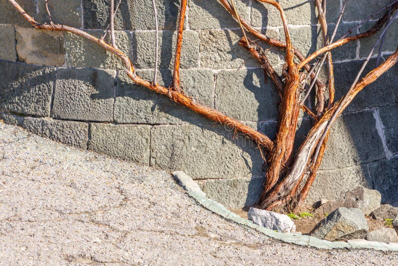 A Tree Sprouted through a Stone Wall. Tree Roots on the Wall Stock ...
