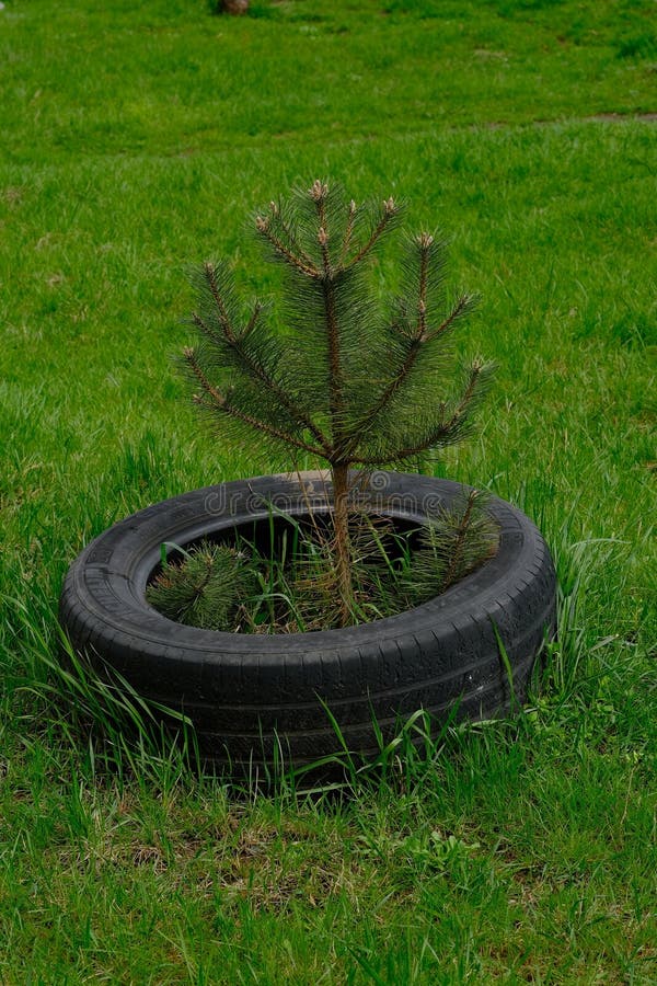The Tree Sprouted through the Wheel Stock Photo - Image of woodland ...