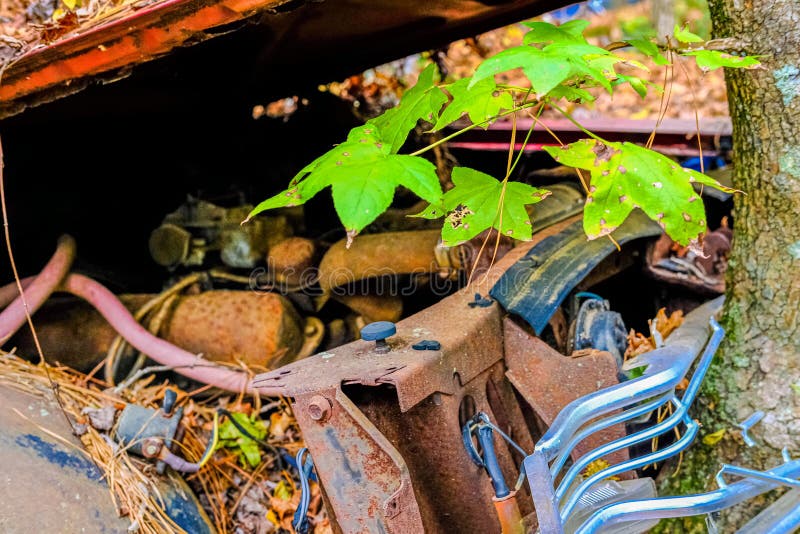 Tree Sprouting in Engine stock image. Image of classic - 165959745
