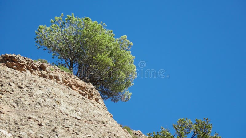 Tree Growing on Top of a Cliff Against a Blue Sky Stock Footage - Video ... Tree Growing on Top of a Cliff Against a Blue Sky Stock Footage - Video ...