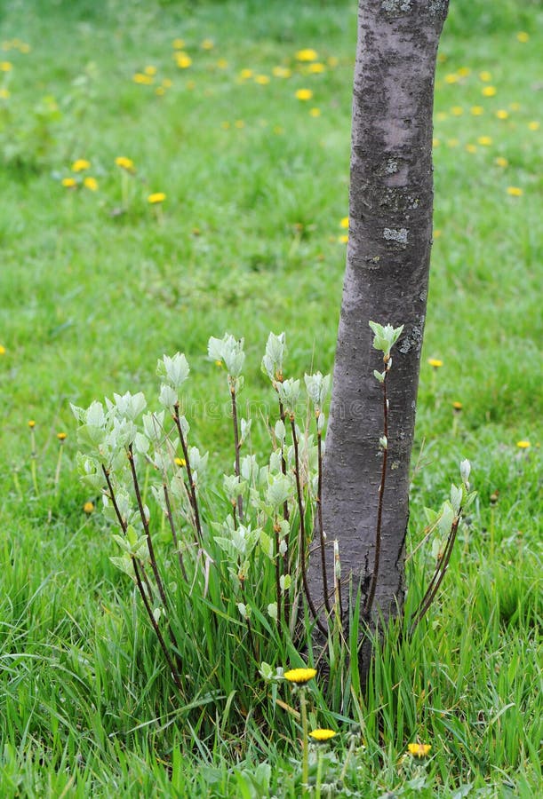 Tree sprouts stock image. Image of outdoor, gardening - 39969861