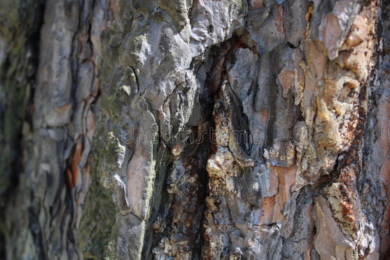 Tree Spruce Bark Crawling Insect Spider Stock Image - Image of spruce ...
