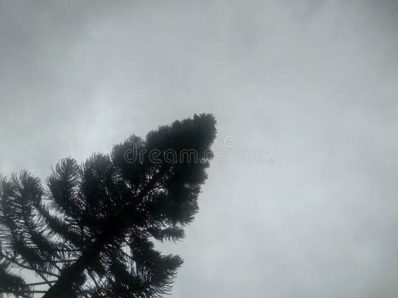A Tree Spruce Cloud Big Beautiful Stock Image - Image of tree, cloud ...