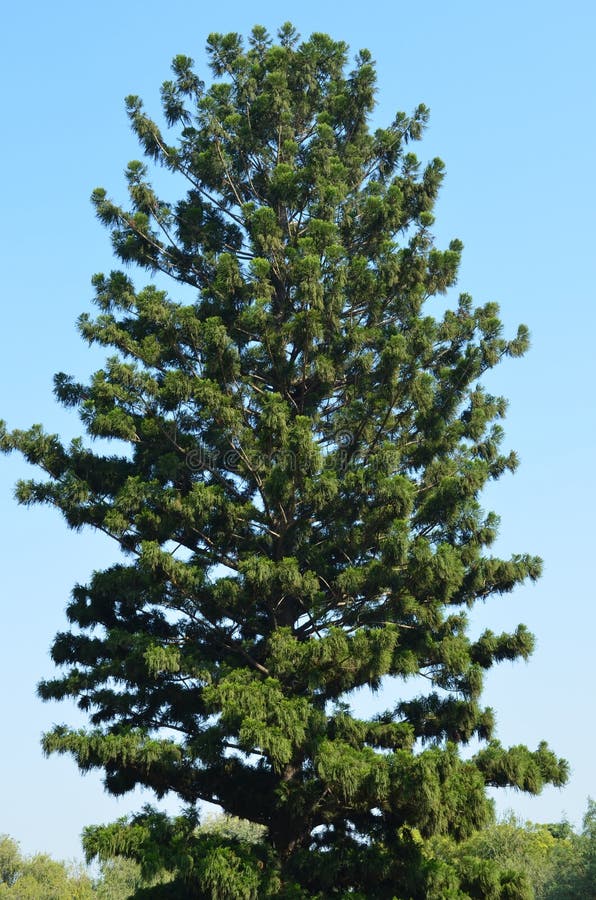 Tree Spruce Fir Christmas Deciduous Evergreen Tall Stock Image - Image ...