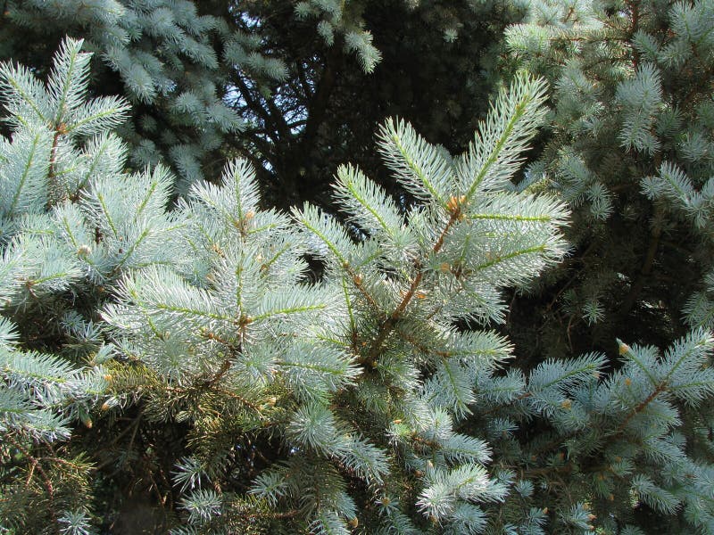Tree, Spruce, Pine Family, Conifer Stock Photo - Image of pine, conifer ...