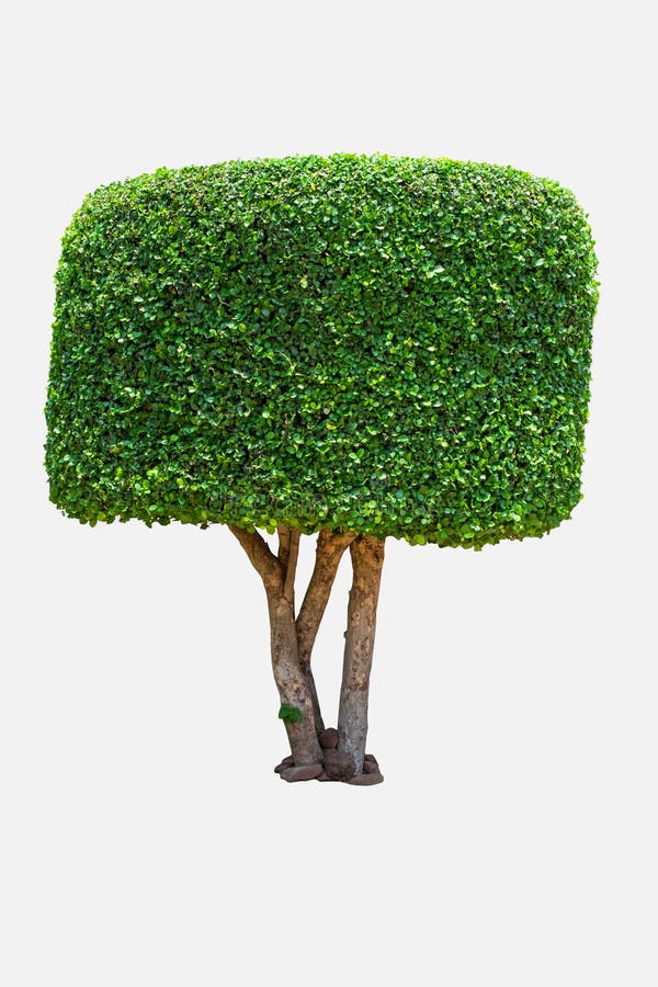 Tree Square Isolate on White with Clipping Path Stock Image - Image of ...