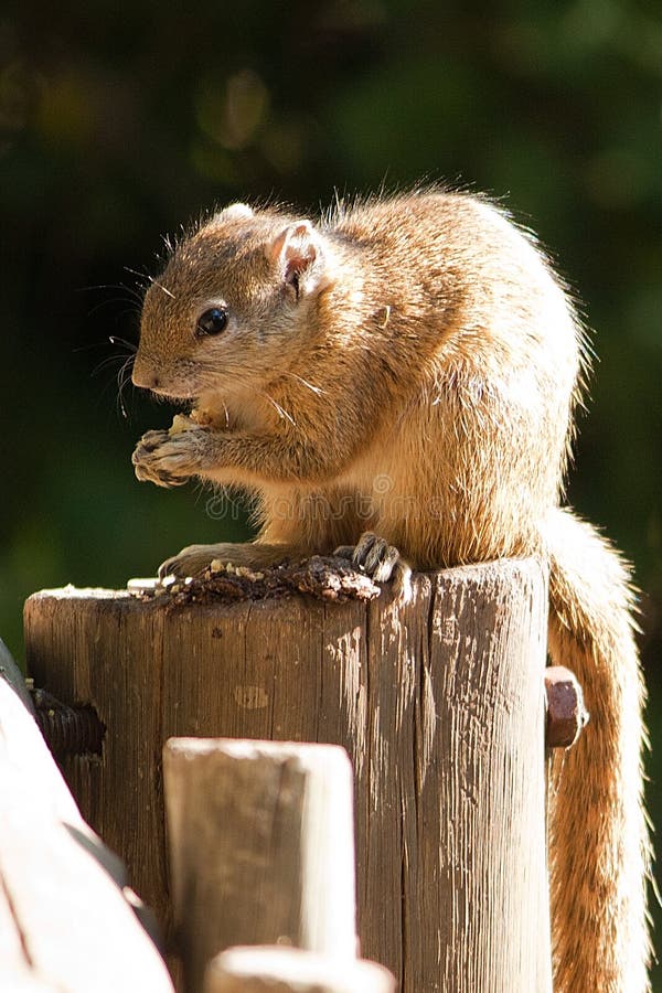 Tree Squirrel stock photo. Image of animal, south, southern - 26238650