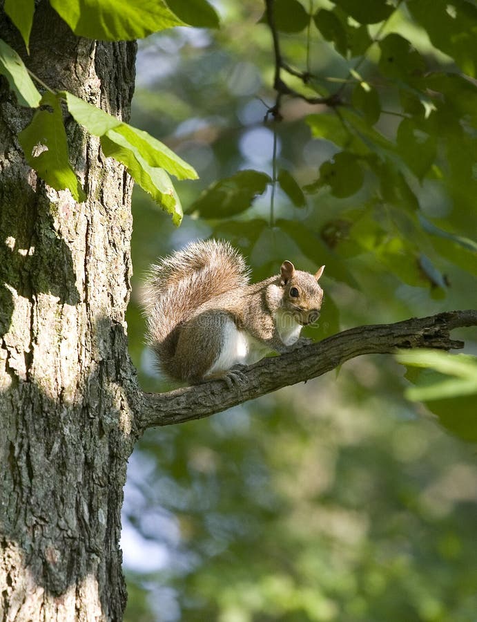 Tree squirrel stock photo. Image of nuts, hair, hunt, squirrel - 5738300