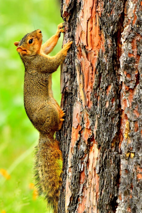 Tree Squirrel Climbing a Pine Tree. Stock Image - Image of montana ...