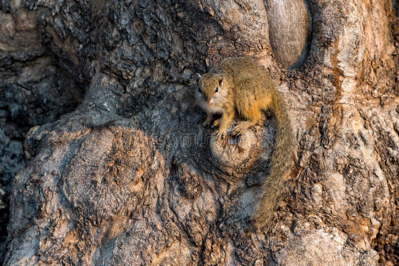 Mashatu tree at dawn stock photo. Image of lighthouse - 243442278