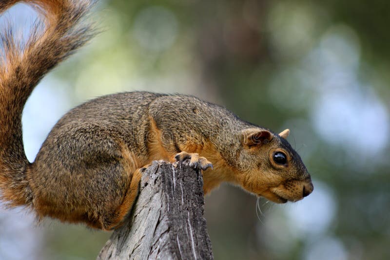 Tree Squirrel Perched stock image. Image of hide, nuts - 29407213