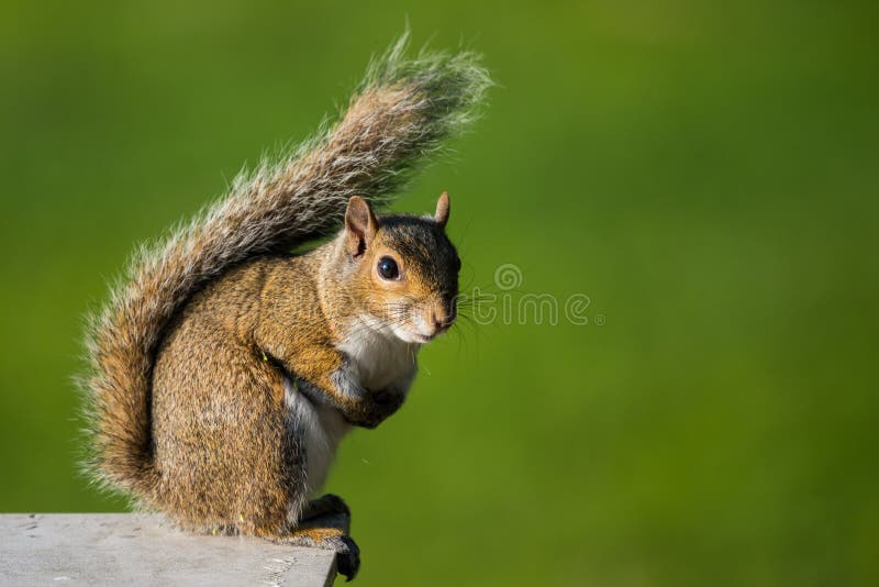 Squirrel Profile stock image. Image of summer, park, cute - 9042857