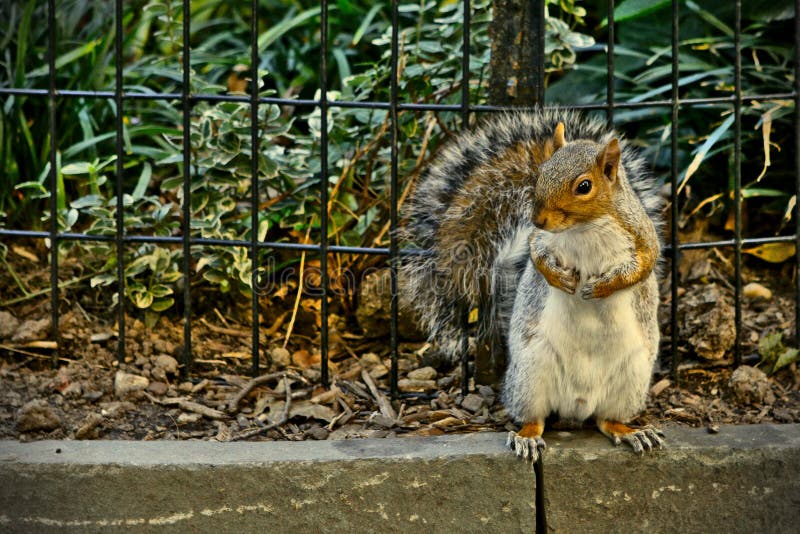Tree squirrel stock image. Image of white, tail, stand - 47600117