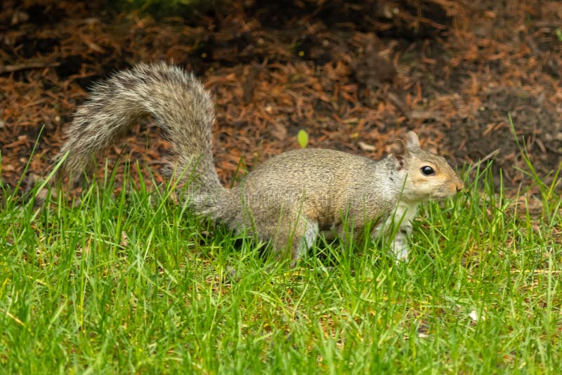 Squirrel Walking in Tall Vegetation in the Wilderness. Stock Image ...