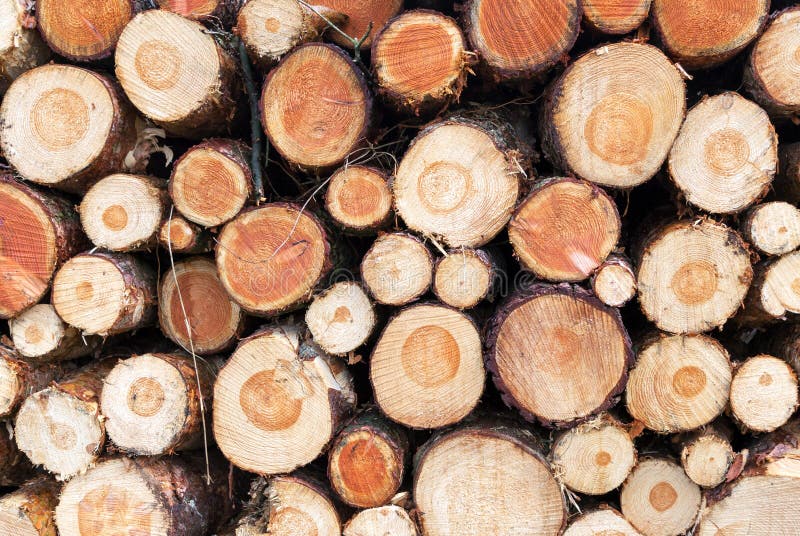 Tree Stack Background or Texture Stock Photo - Image of firewood, sizes ...