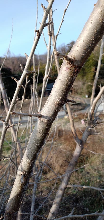 Tree stalk snow thorny stock photo. Image of snow, flower - 267190262