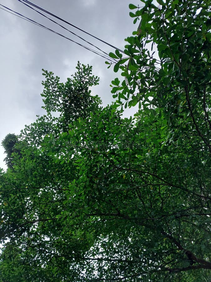 A Tree Stalk with Two Different Colored Leaves Stock Photo - Image of ...