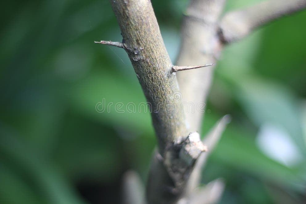 Tree Stalks and Cut and Blurred Backgrounds Stock Image - Image of ...