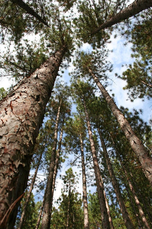 Tree Stand stock photo. Image of nature, pine, woods, backwoods - 5771512
