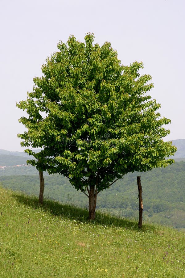 Tree Stand Alone in a Lush Green Field. Stock Photo - Image of cloud ...