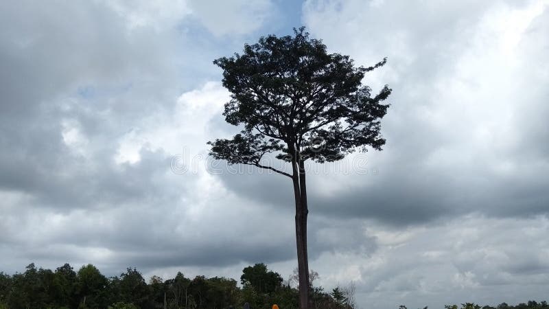 Tree Stand Alone with No Sunshine and Looks Like Dark Tree Stock Photo ...