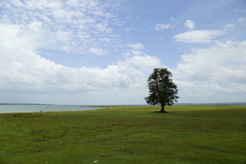 Tree stand alone stock photo. Image of natural, blie - 82913618