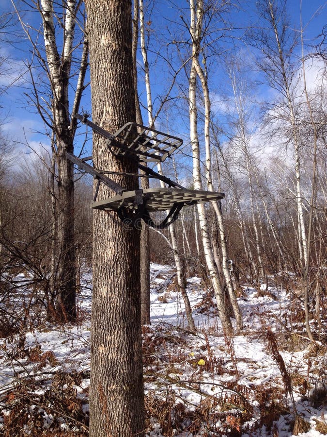 Tree Stand Alone the Sea Front and the Blue Sky Stock Photo - Image of ...