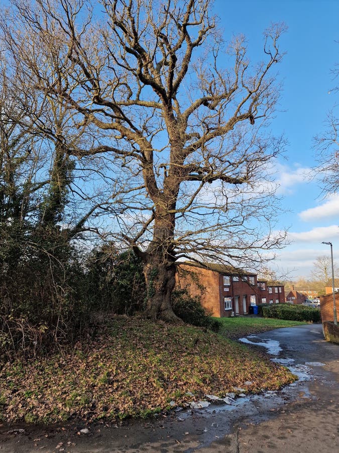 Tree Stand Tall stock photo. Image of reflection, leaf - 267521722