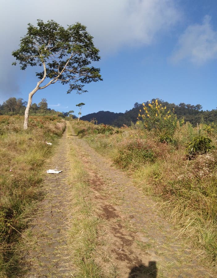 A tree standing alone stock photo. Image of plant, plain - 265305522