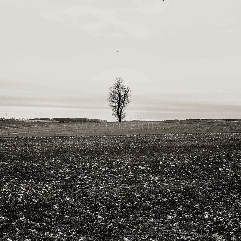 Tree standing alone stock image. Image of loneliness - 146822047
